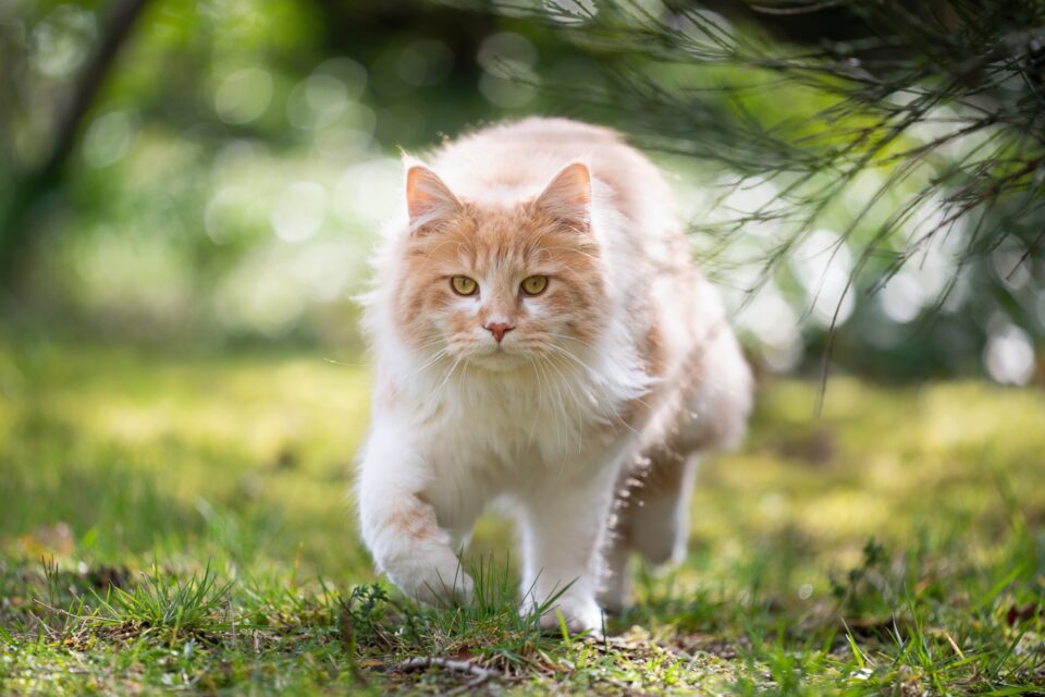 10 Fun Facts About Cream-Colored Cats (& Cream Tabby Cats)