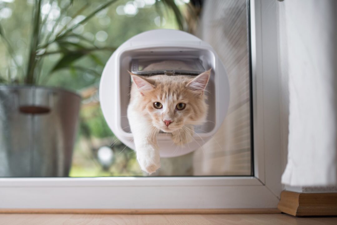 10 Fun Facts About Cream-Colored Cats (& Cream Tabby Cats)