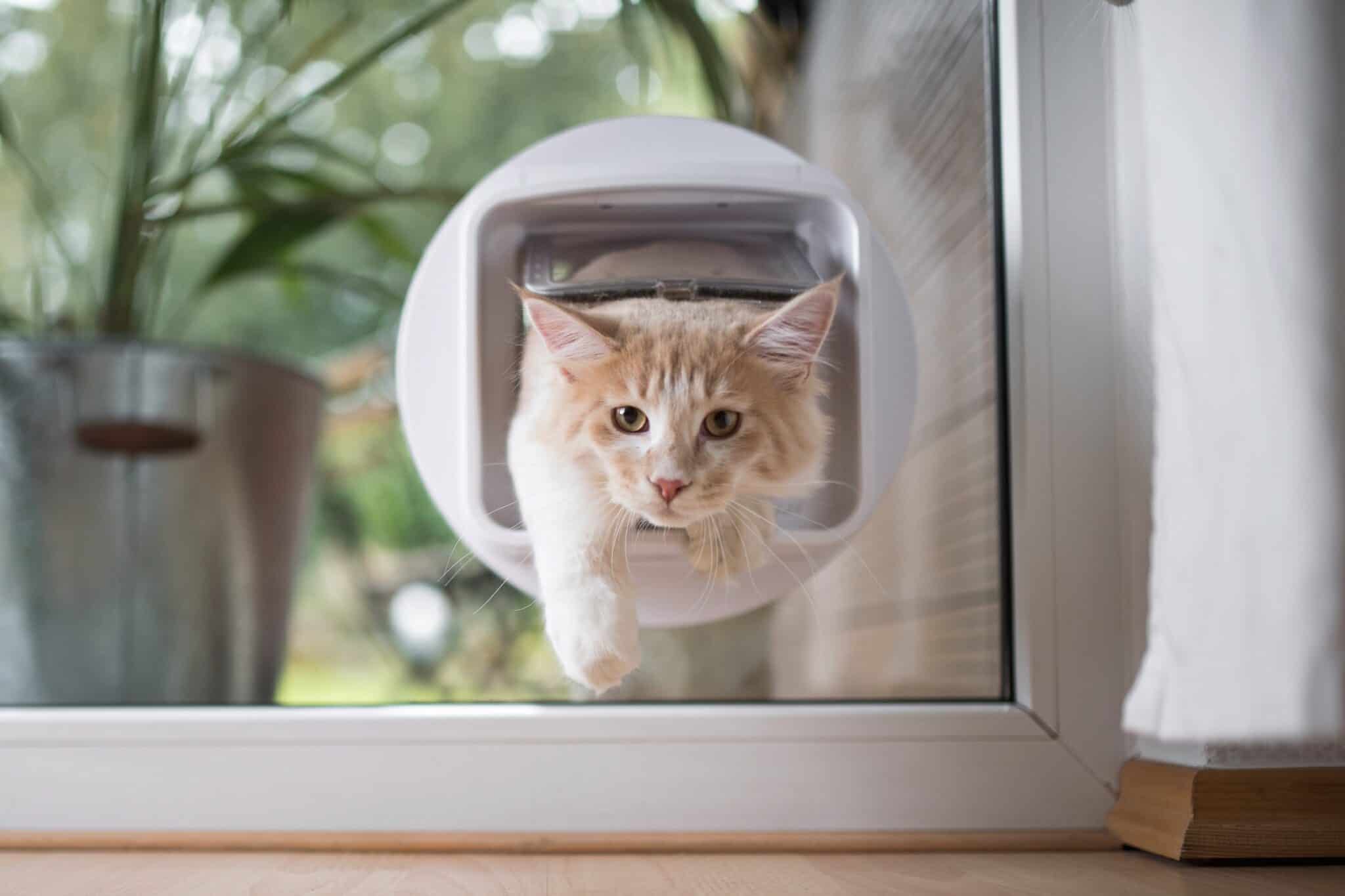 10 Fun Facts About Cream-Colored Cats (& Cream Tabby Cats)