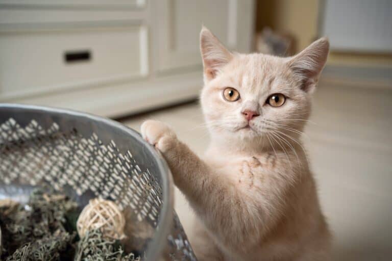 10 Fun Facts About Cream-Colored Cats (& Cream Tabby Cats)