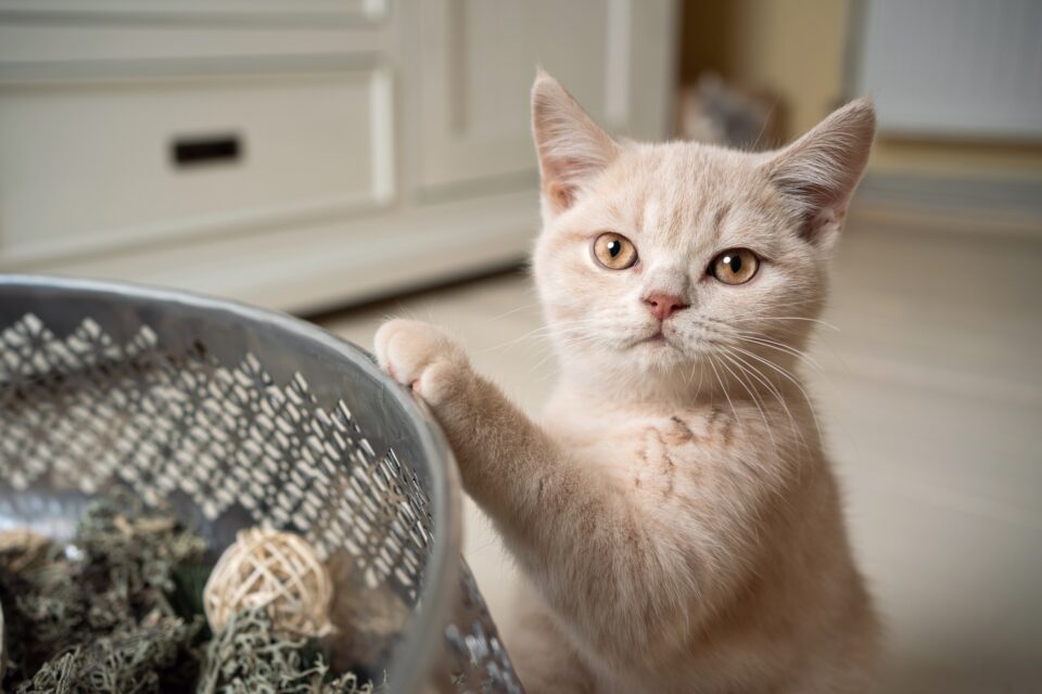 10 Fun Facts About Cream-Colored Cats (& Cream Tabby Cats)