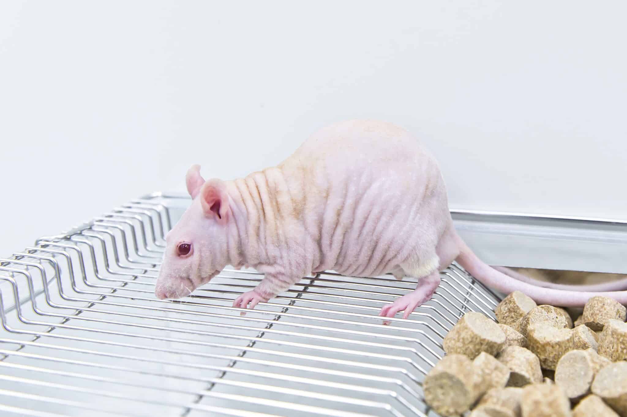 Hairless Rat: Facts, Personality, Lifespan & Care