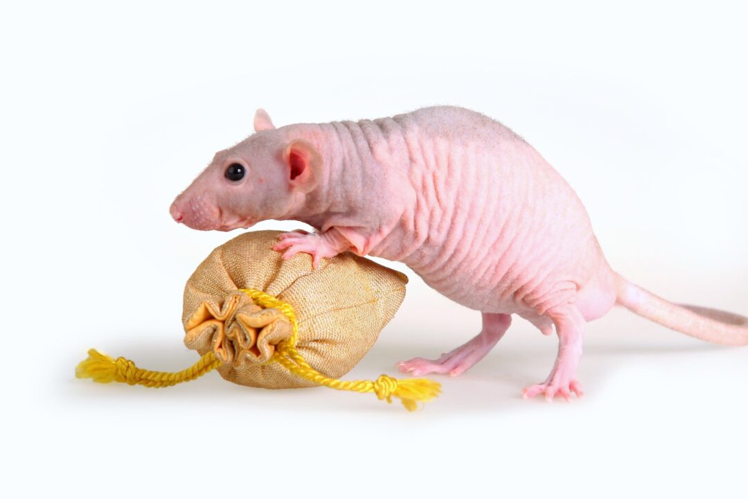 Hairless Rat: Facts, Personality, Lifespan & Care