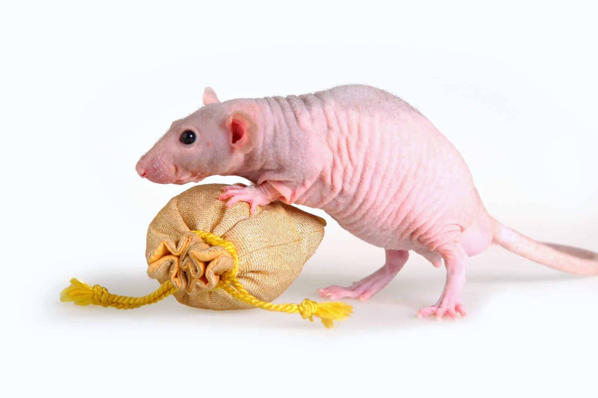 Hairless Rat: Facts, Personality, Lifespan & Care