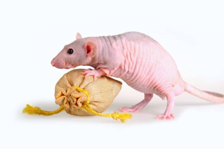 Hairless Rat: Facts, Personality, Lifespan & Care