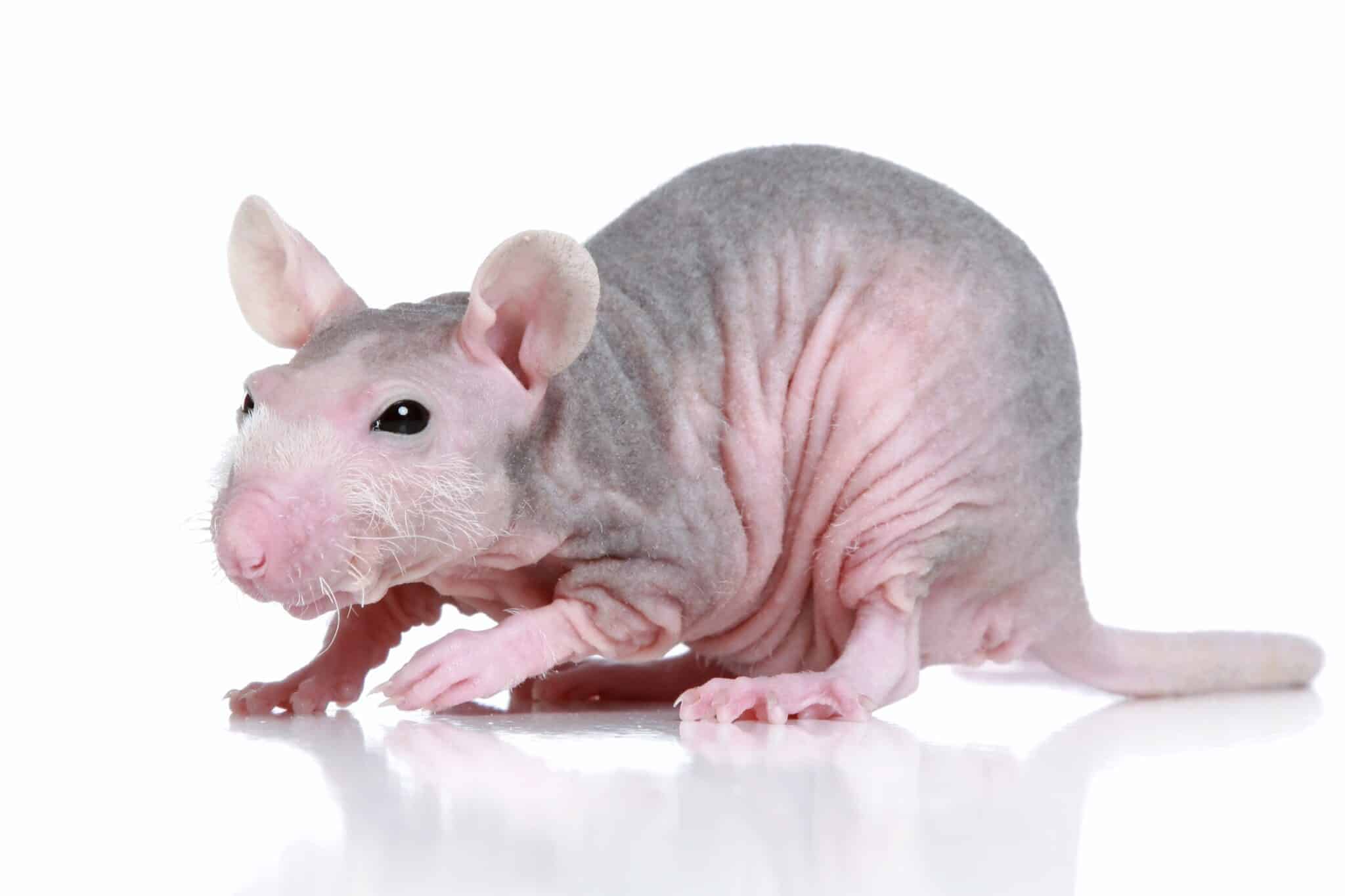 Hairless Rat: Facts, Personality, Lifespan & Care