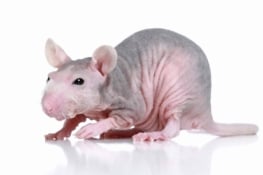 Hairless Rat: Facts, Personality, Lifespan & Care