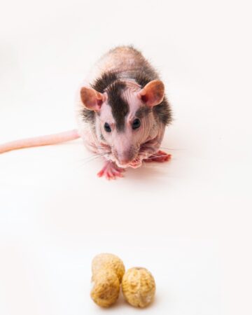Hairless Rat: Facts, Personality, Lifespan & Care
