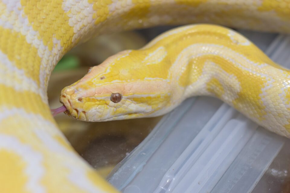 What Is an Albino Snake? - Everything You Need to Know
