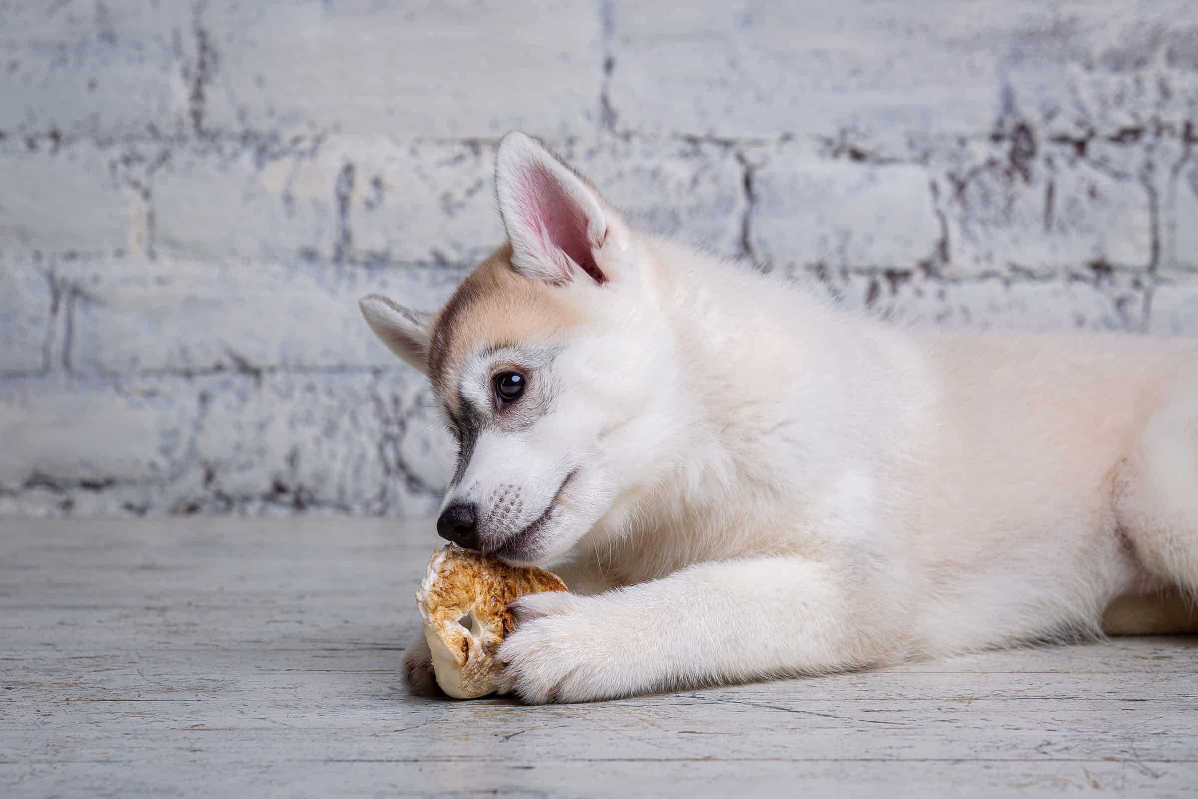 Are Pig Ears Good for Dogs? Everything You Need to Know