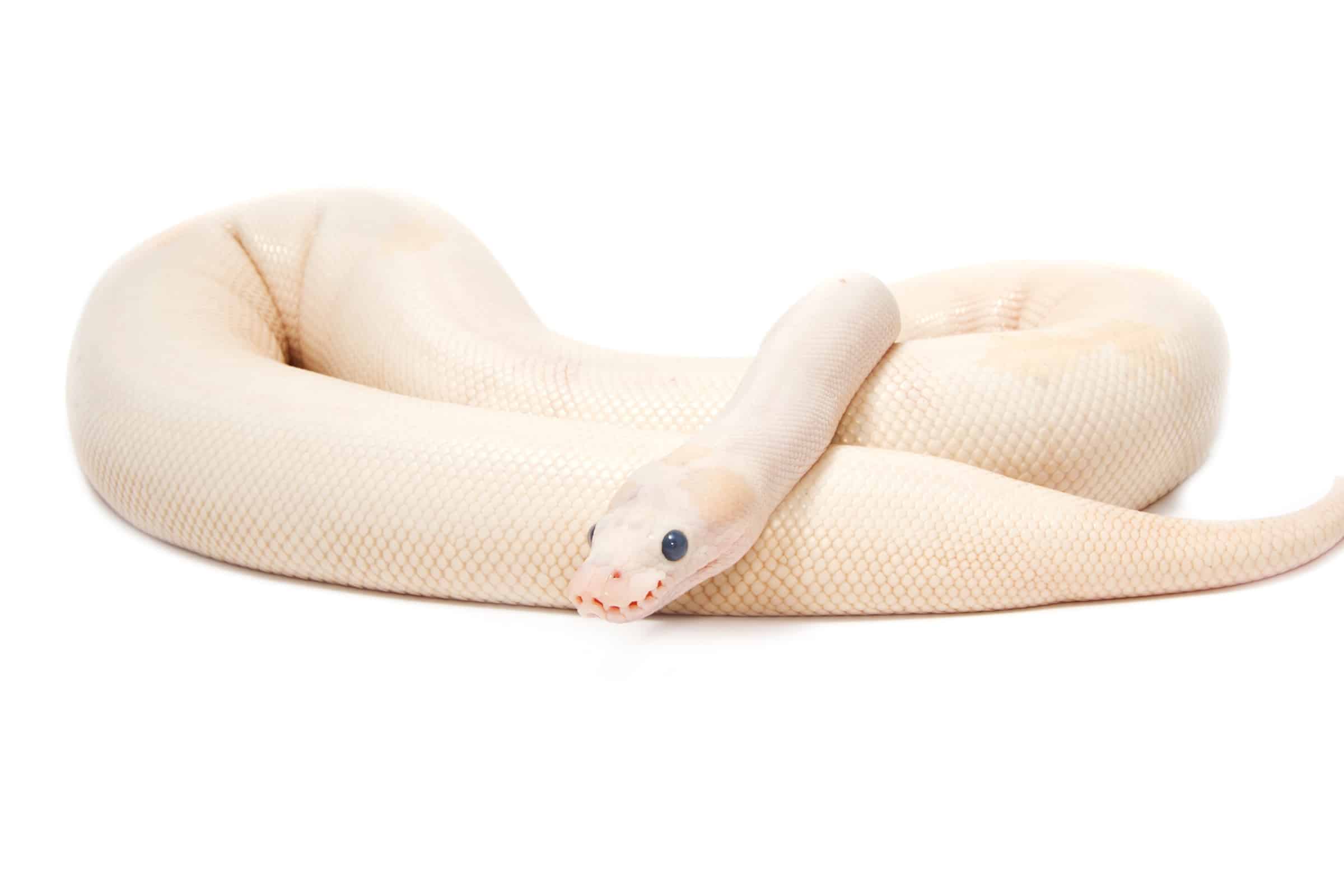 What Is an Albino Snake? - Everything You Need to Know