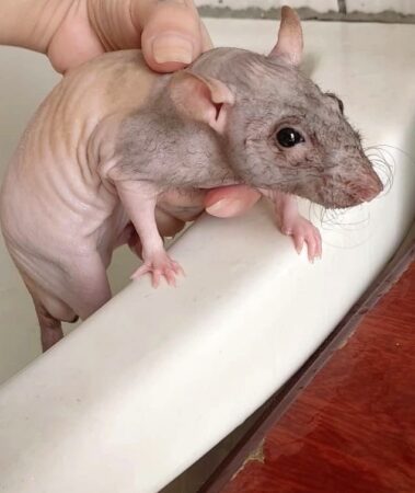 Hairless Rat: Facts, Personality, Lifespan & Care