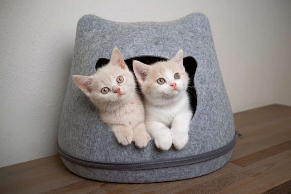 10 Fun Facts About Cream-Colored Cats (& Cream Tabby Cats)