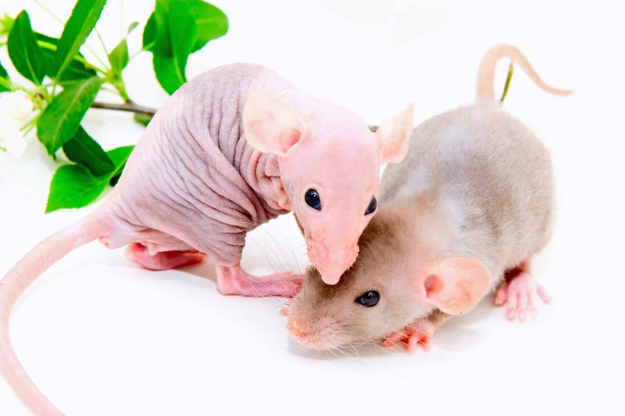 Hairless Rat: Facts, Personality, Lifespan & Care