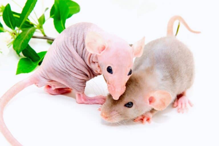 Hairless Rat: Facts, Personality, Lifespan & Care