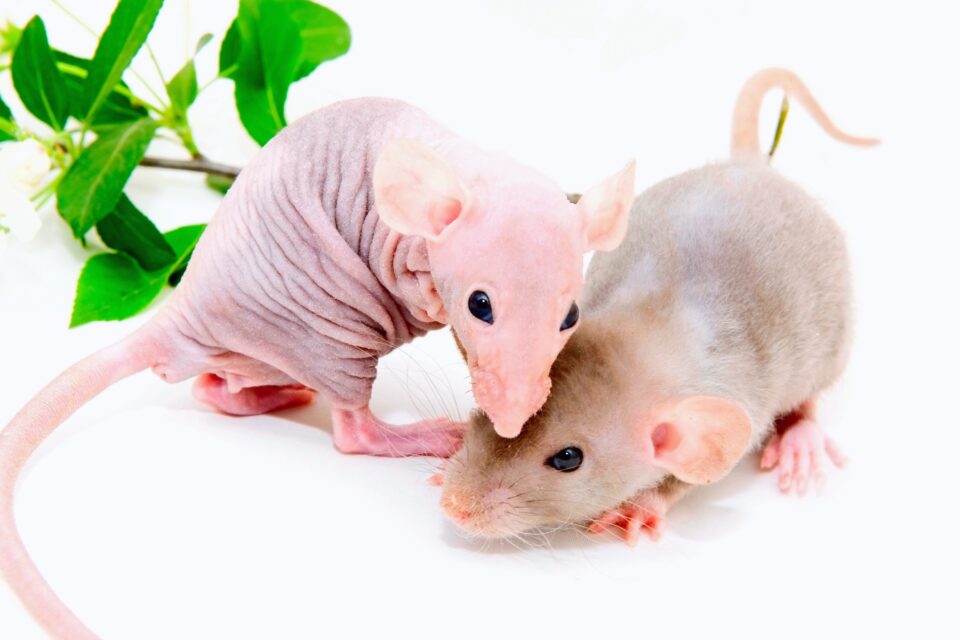 Hairless Rat: Facts, Personality, Lifespan & Care