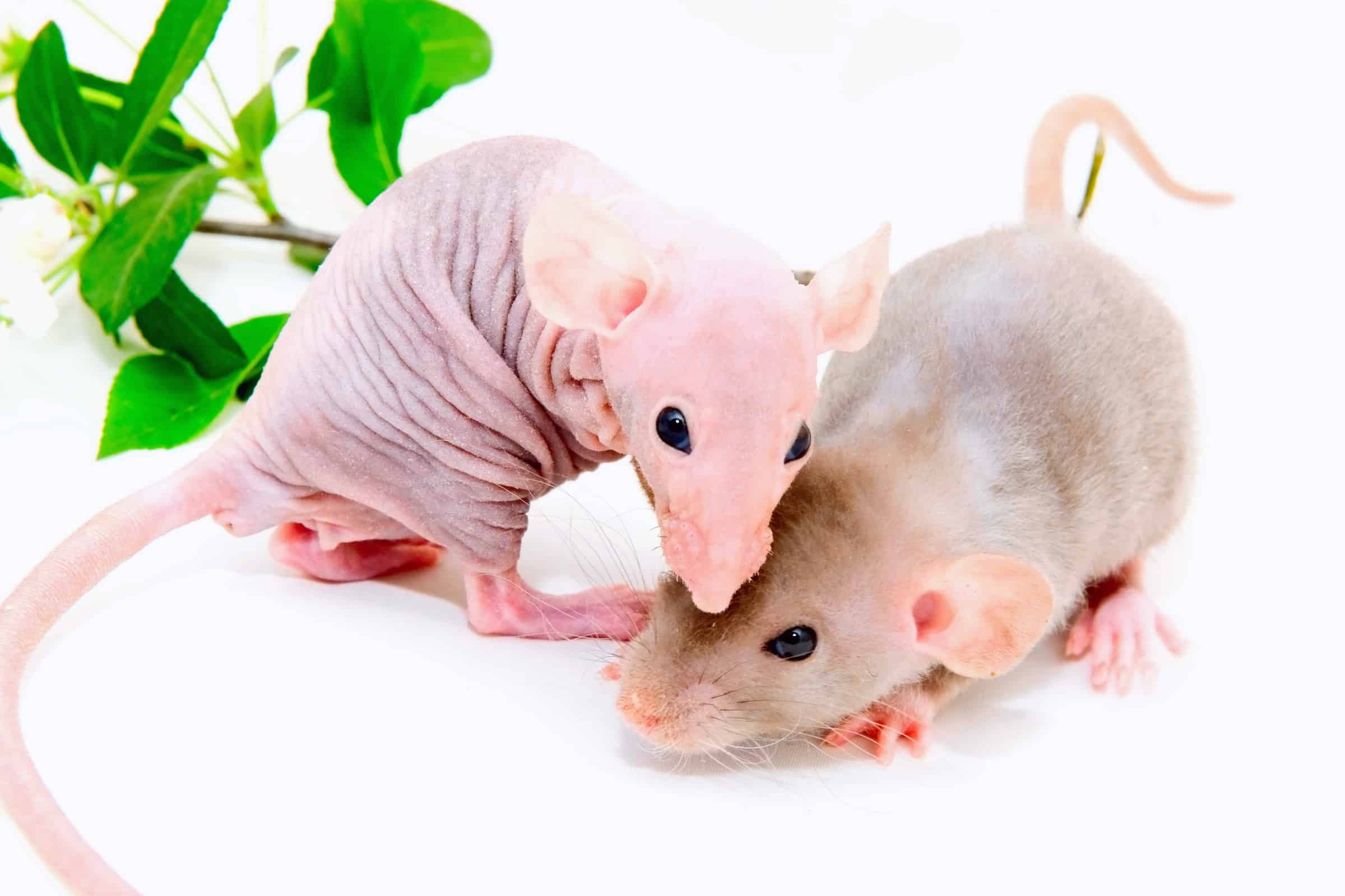 Hairless Rat: Facts, Personality, Lifespan & Care (With Pictures)