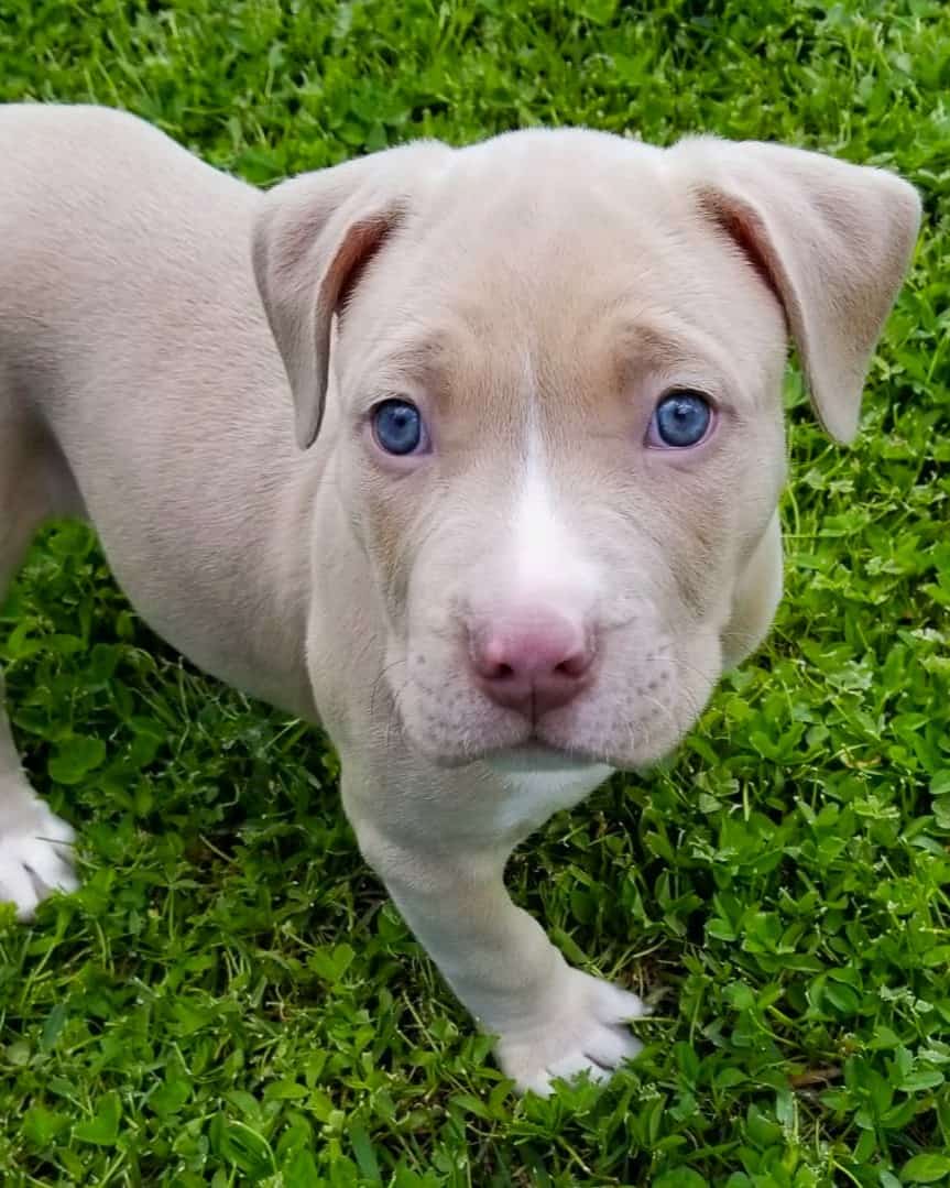 Pitbull Puppies