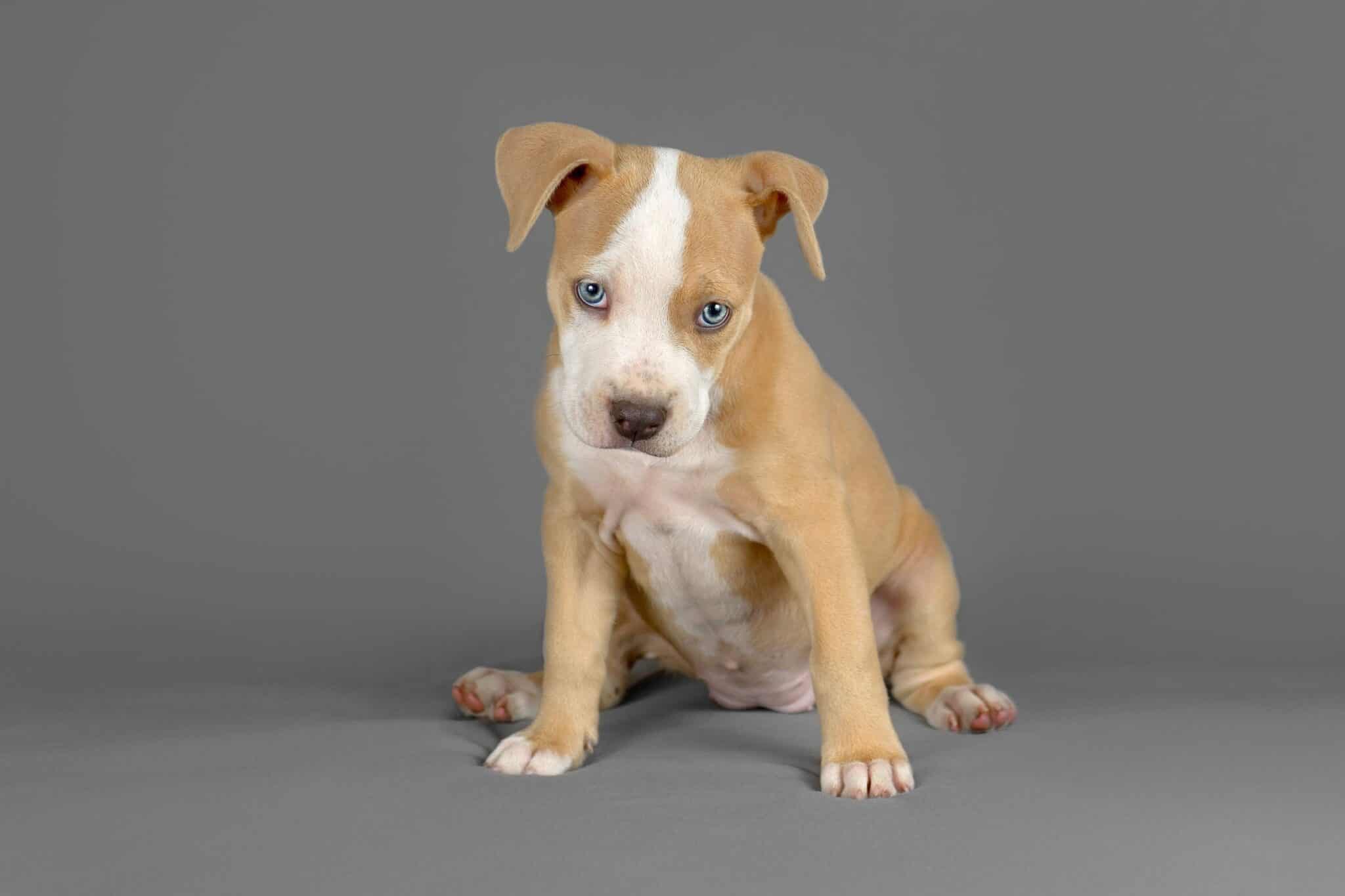 Pitbull With Blue Eyes: Facts, Health & Genetics