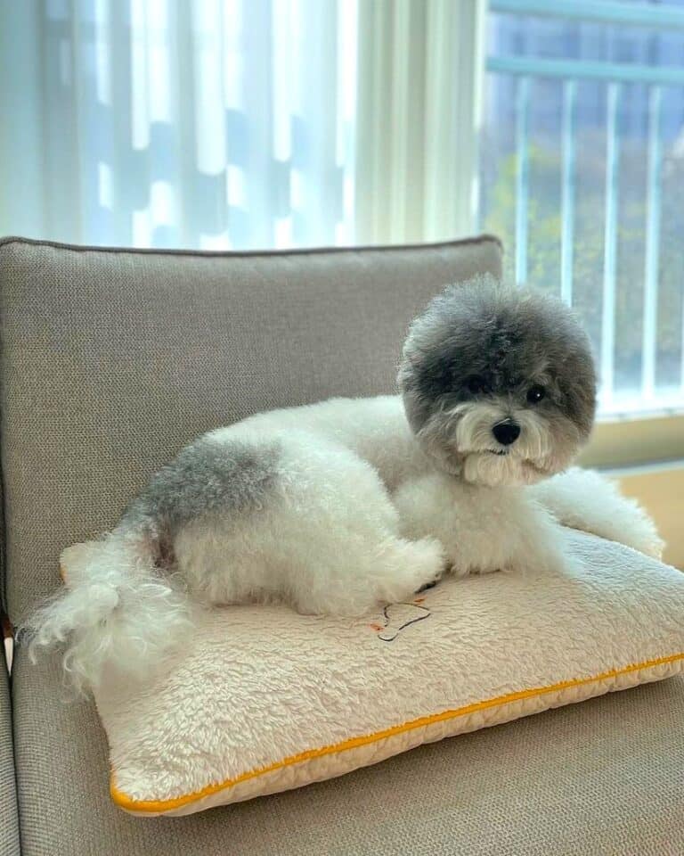 Parti Poodle: Breed Info, Traits, Genetics & Facts