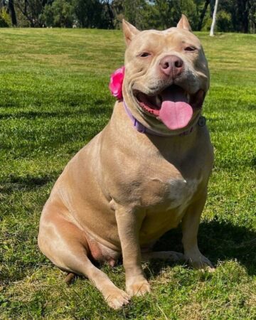 American Bully XL: Breed Info, Size & Care Guide
