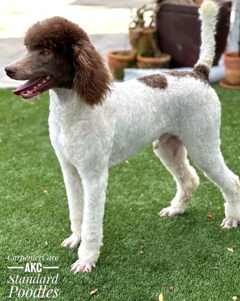Parti Poodle: Breed Info, Traits, Genetics & Facts