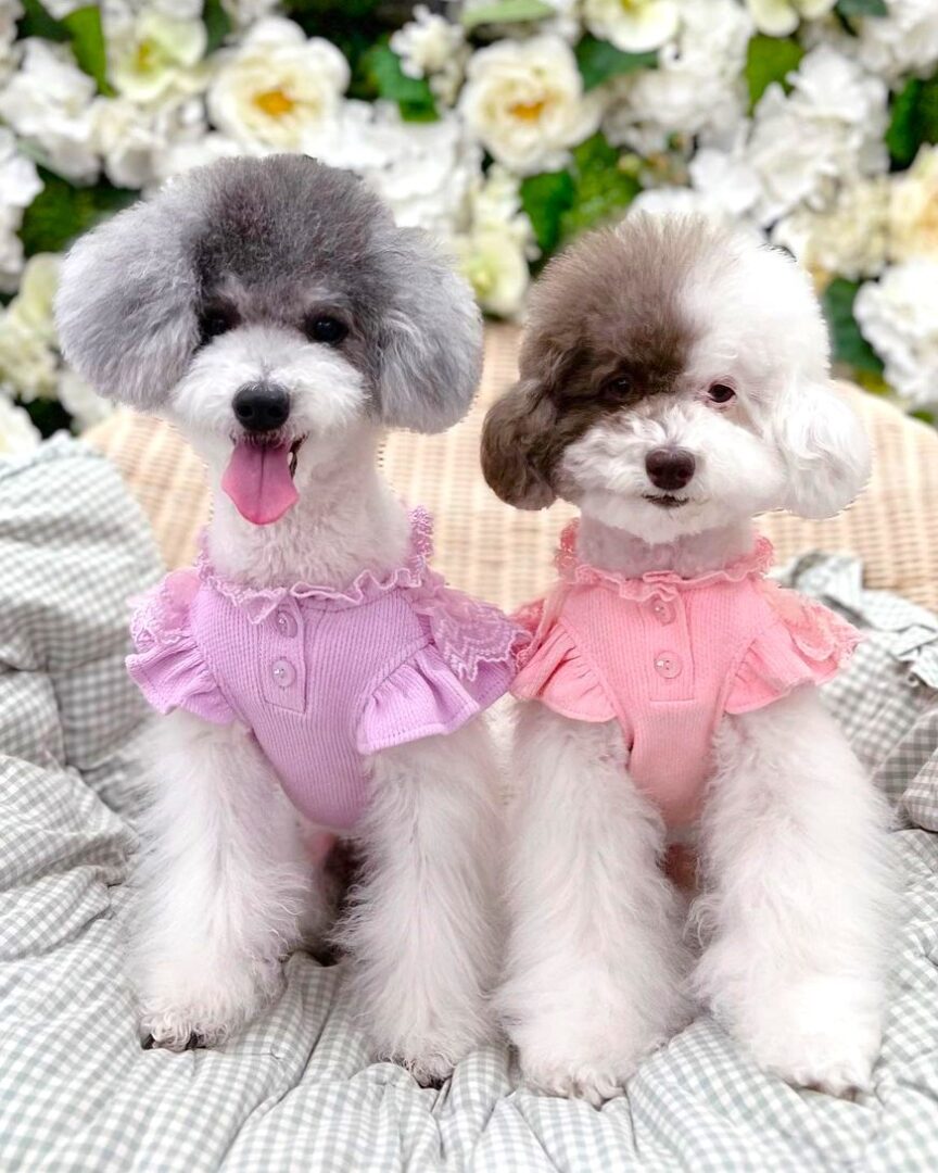 Parti Poodle: Breed Info, Traits, Genetics & Facts