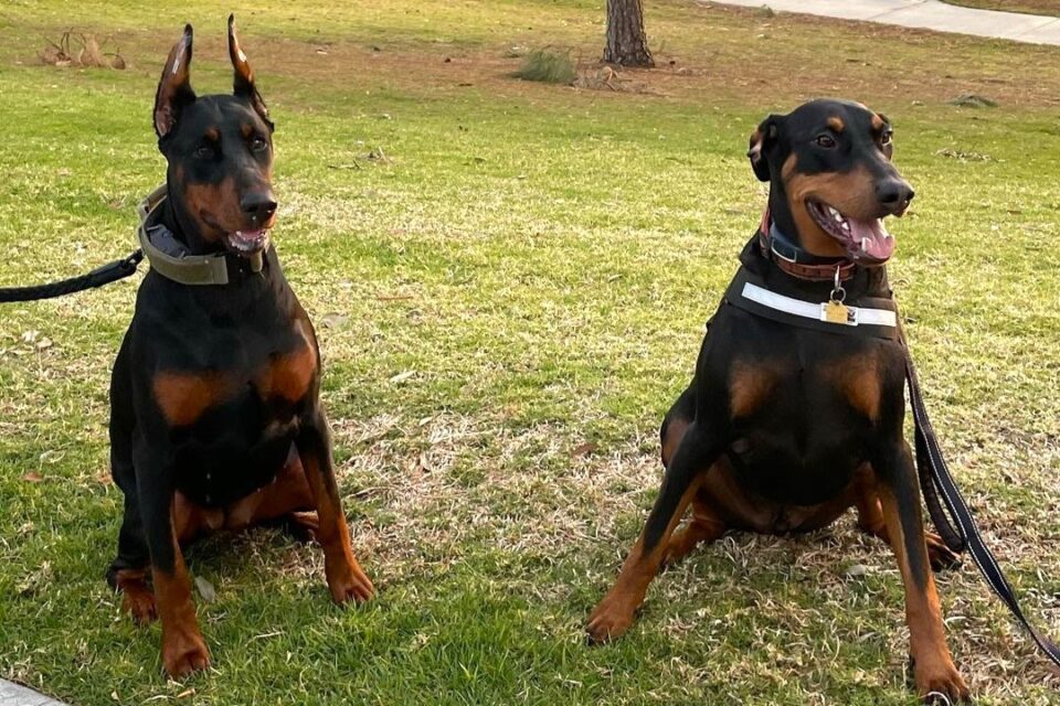 American vs. European Doberman: An In-Depth Comparison