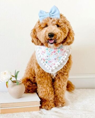 All Goldendoodle Colors and Patterns Explained (With Pictures)