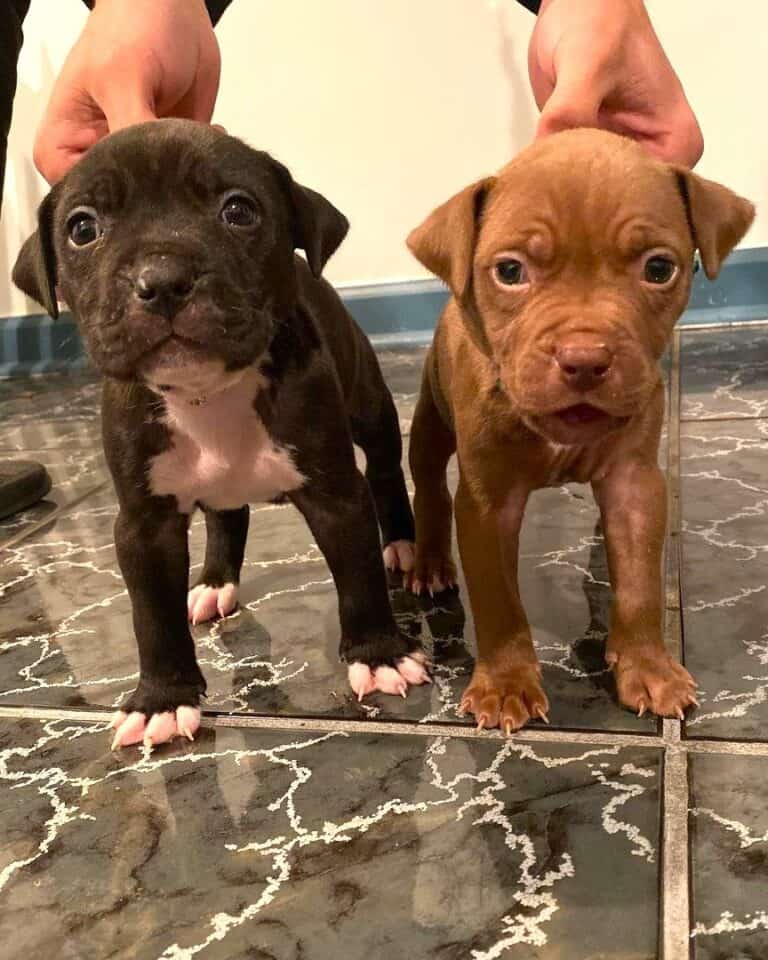 Gator Pitbull: All You Need to Know About This Bloodline