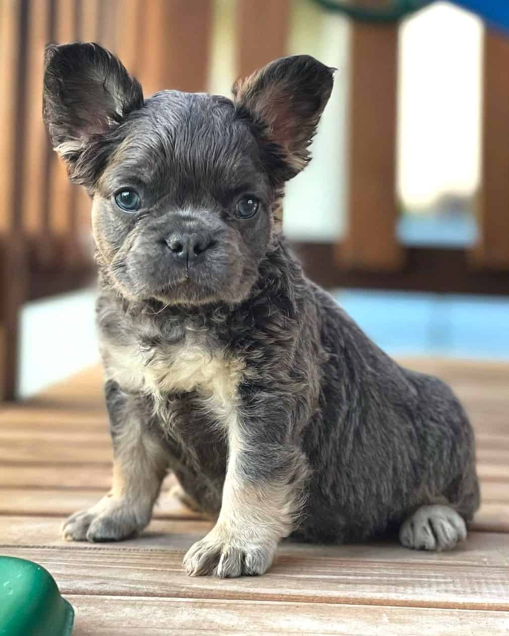 Fluffy Frenchie: Are Long-Haired French Bulldogs Purebred?