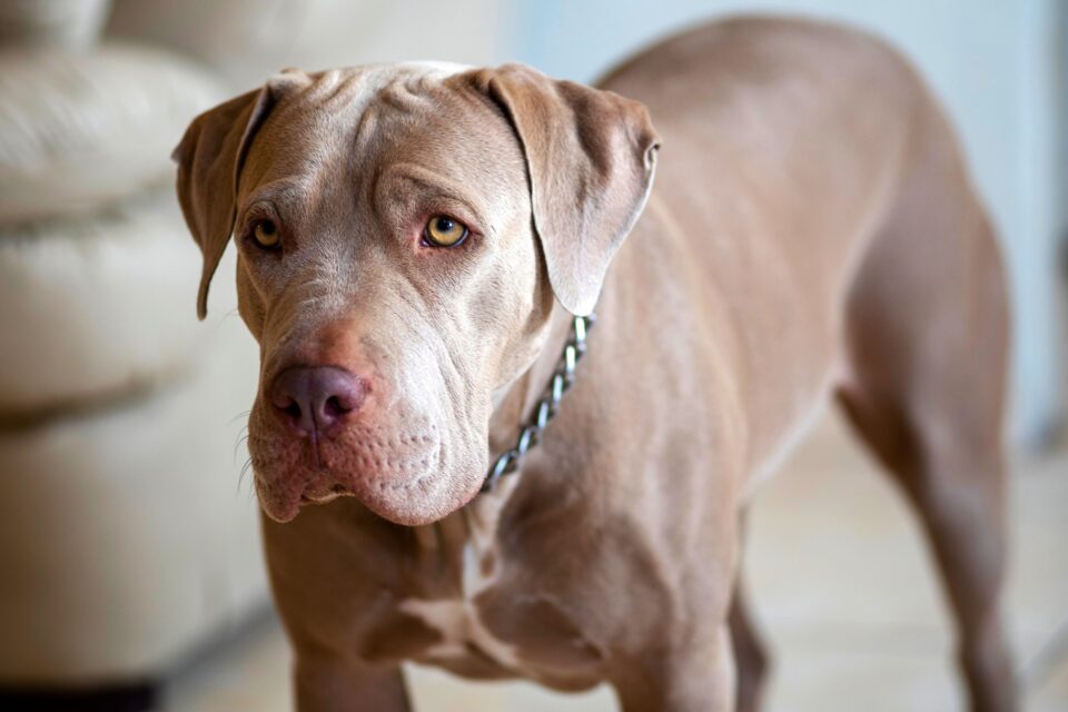 Blue Fawn Pitbull: Are They as Stunning as Most Owners Claim?