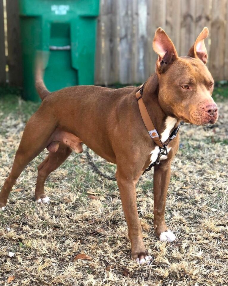Gator Pitbull: All You Need to Know About This Bloodline