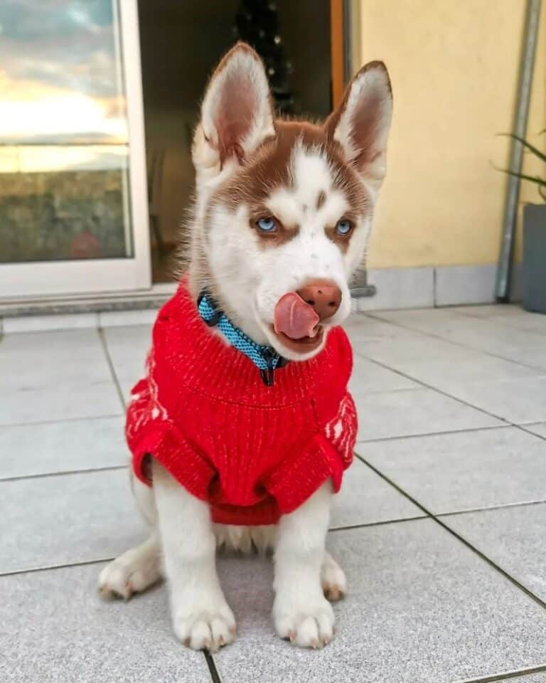 Brown Husky: What Makes This Siberian Husky Color So Unique