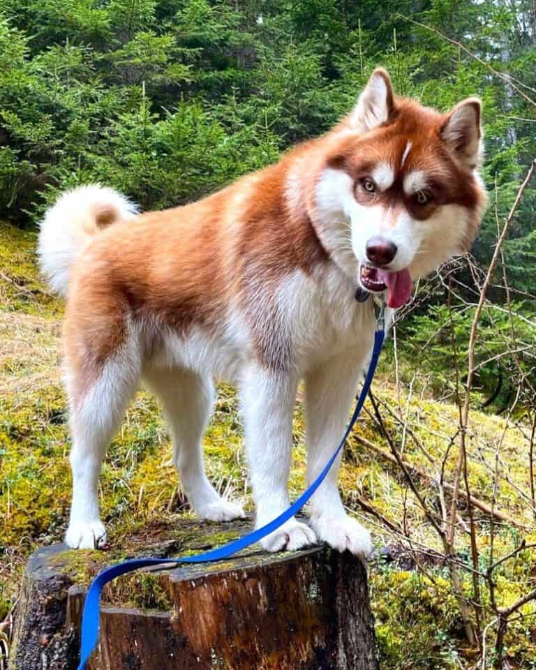 Brown Husky: What Makes This Siberian Husky Color So Unique