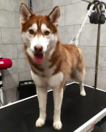 Brown Husky: What Makes This Siberian Husky Color So Unique