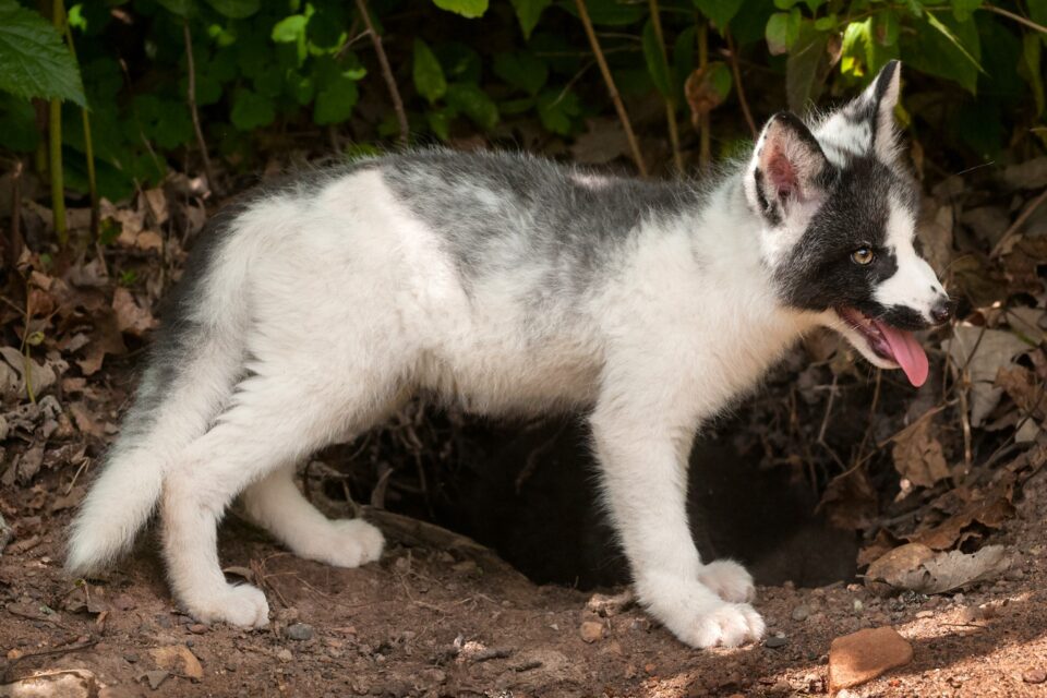 Rare Canadian Marble Fox at Isabel Newell blog