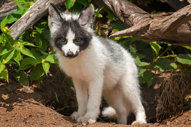The Canadian Marble Fox: Everything You Need to Know