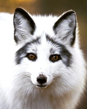 The Canadian Marble Fox: Everything You Need to Know