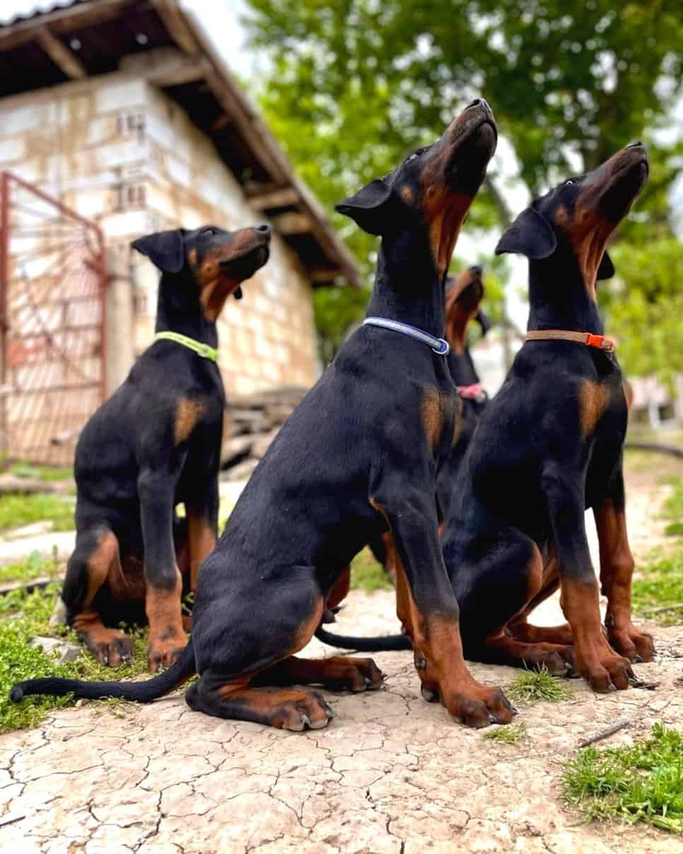 American vs. European Doberman: An In-Depth Comparison