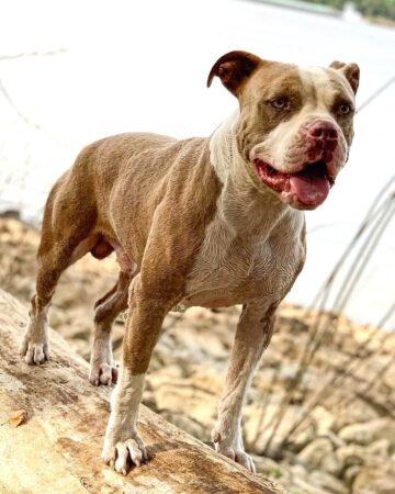 Gator Pitbull: All You Need to Know About This Bloodline