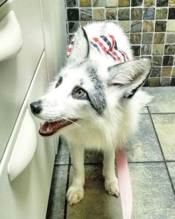 The Canadian Marble Fox: Everything You Need to Know