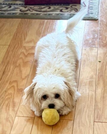 Morkie Poo: What Makes This Tri-Breed an Ideal Family Dog?