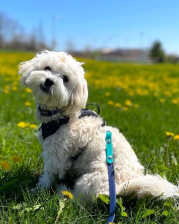 Morkie Poo: What Makes This Tri-Breed an Ideal Family Dog?