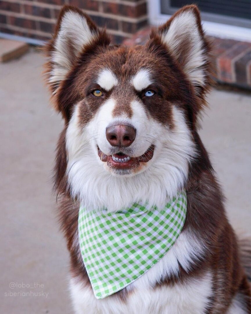 Brown Husky: What Makes This Siberian Husky Color So Unique