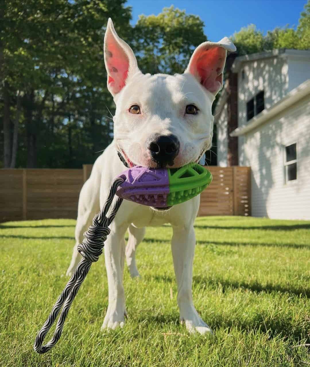 The Truth About the White Pitbull: An In-Depth Guide