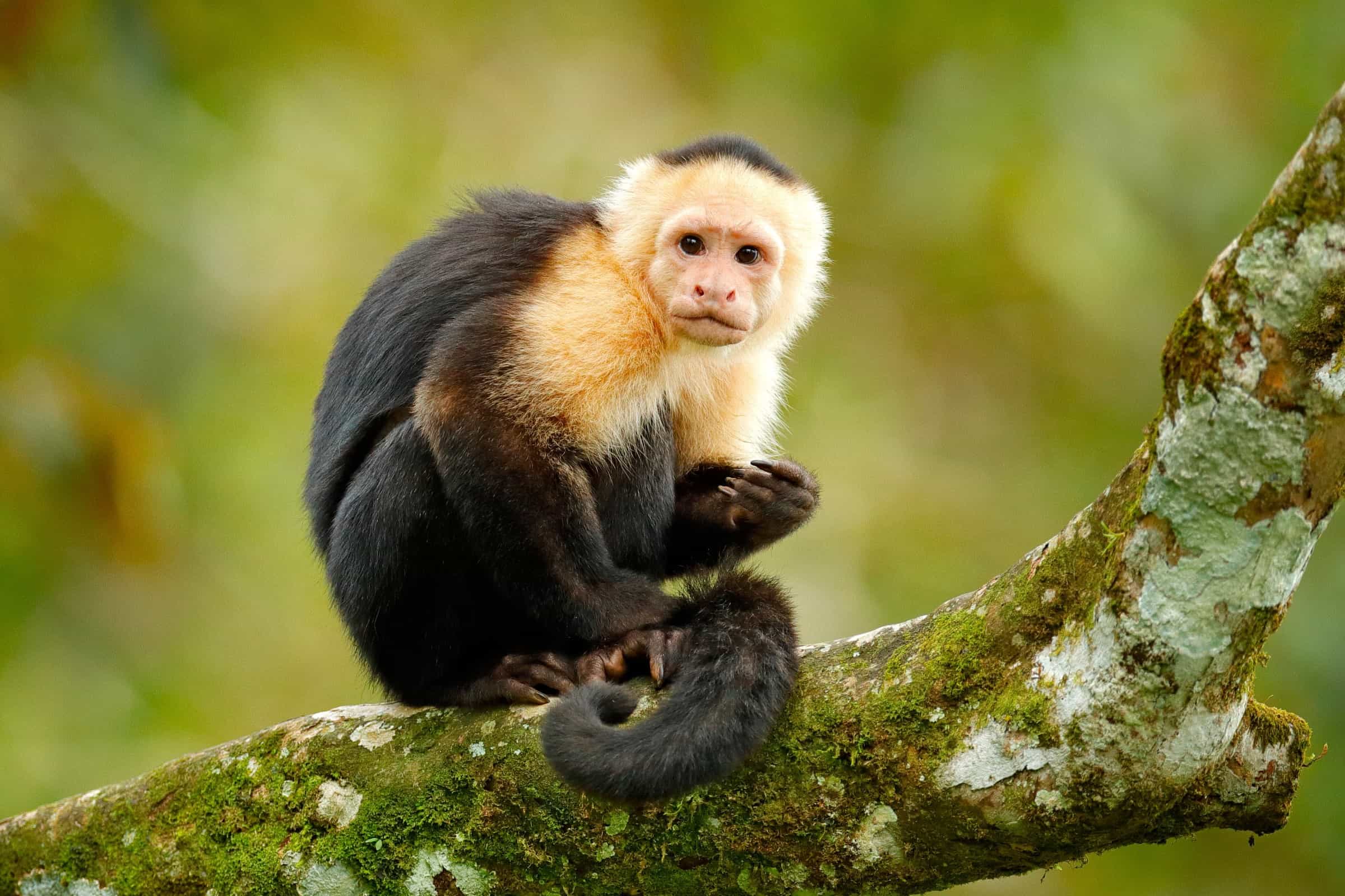 Buying a Pet Monkey: How Much Does a Baby Monkey Cost?