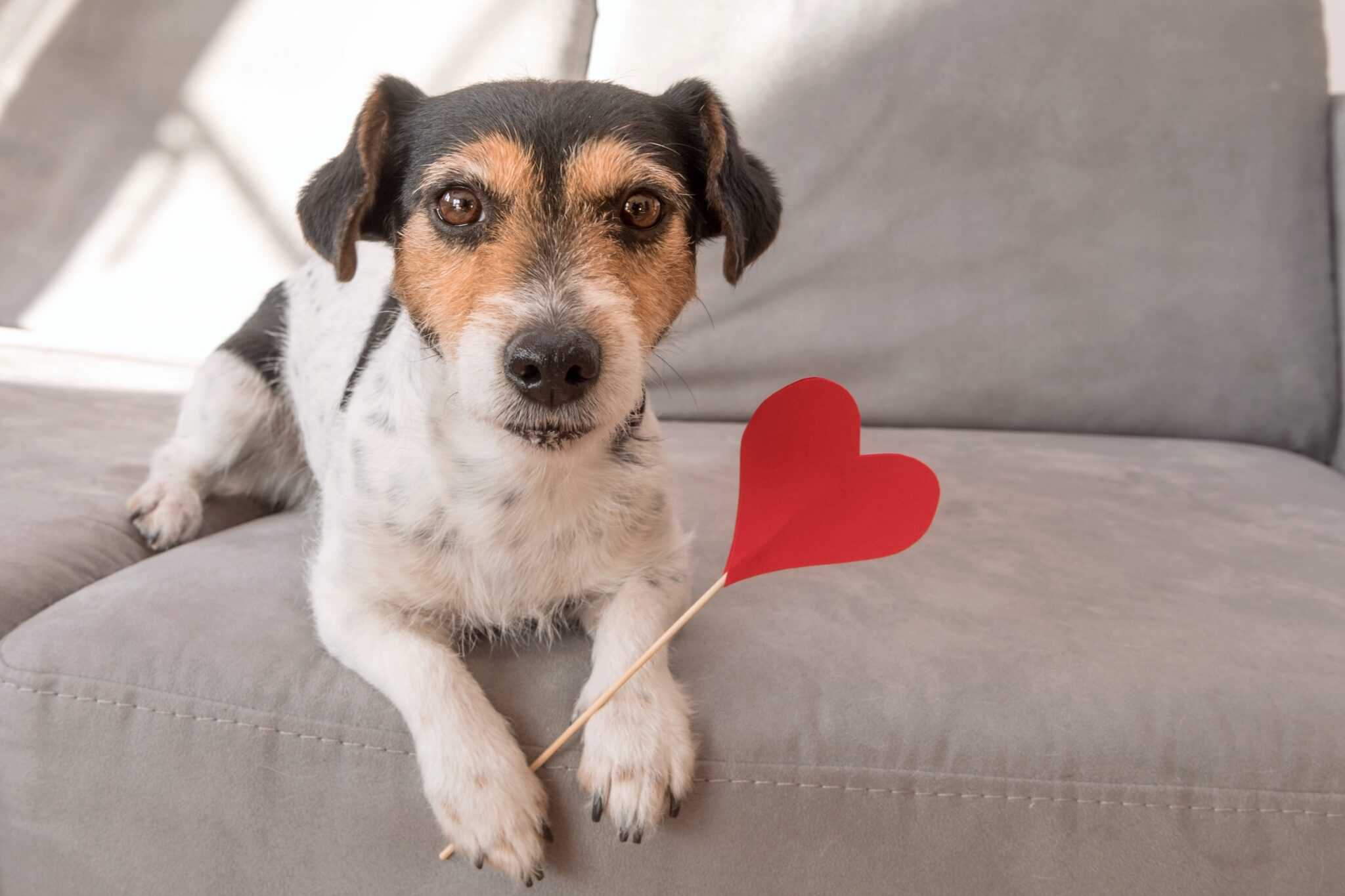 The Perfect Valentine's Day Gift Guide for Dog Moms and Dads