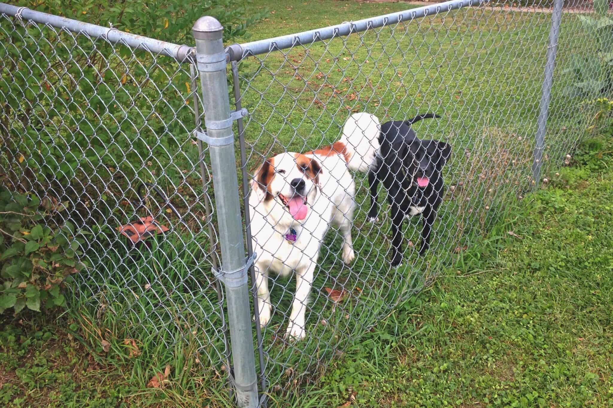 Ensuring Safety and Welfare: A Comprehensive Look at GPS Dog Fences