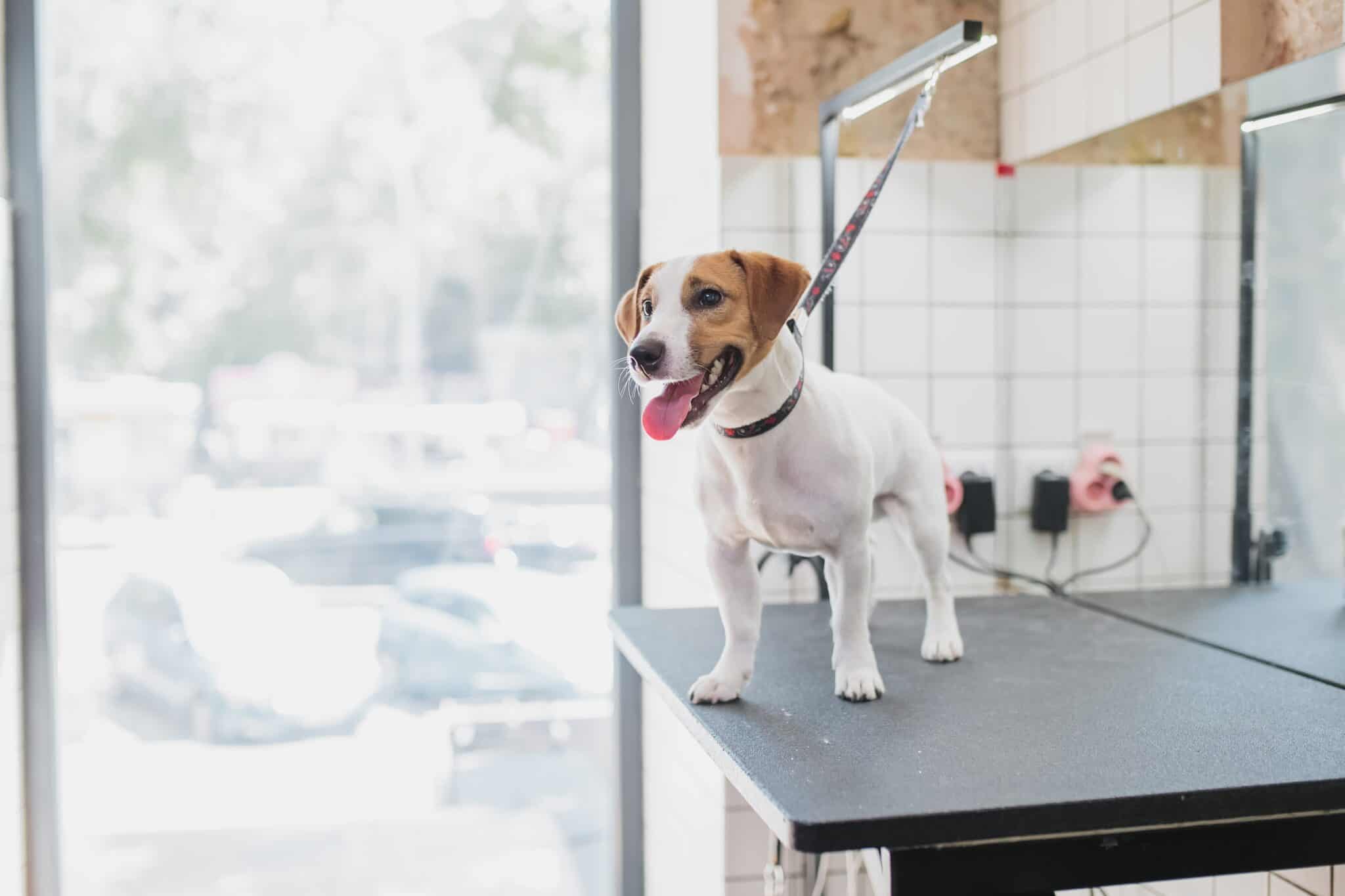 Top 5 Grooming Tables for Dogs: Quick Selection Guide